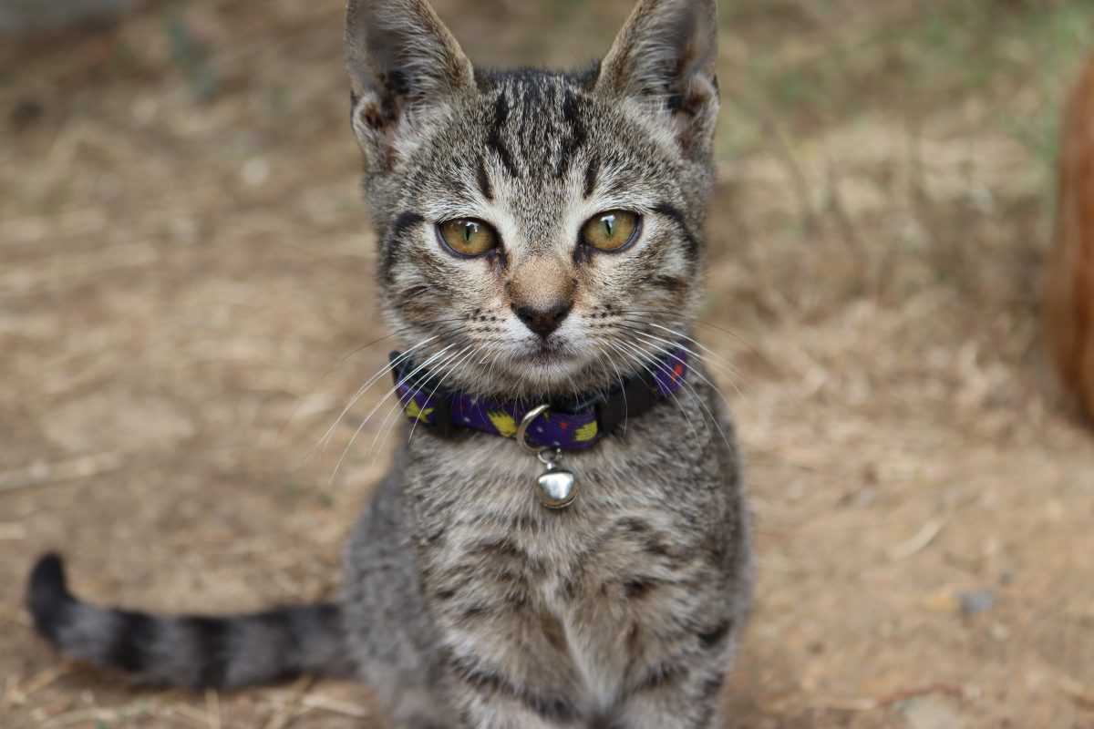DIY Cat Collar Ideas for Your Furry Friend – Habby Accessories
