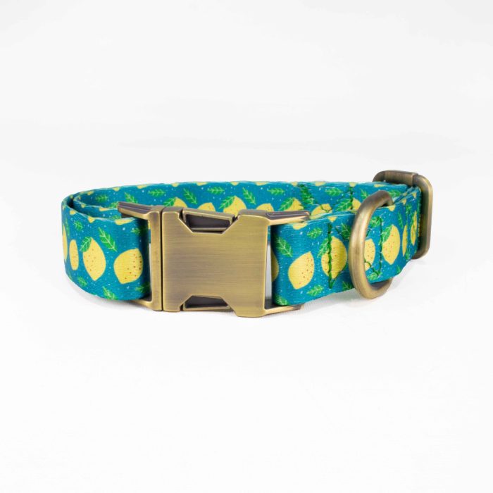 20mm Exclusive Dog Collar – Habby Accessories